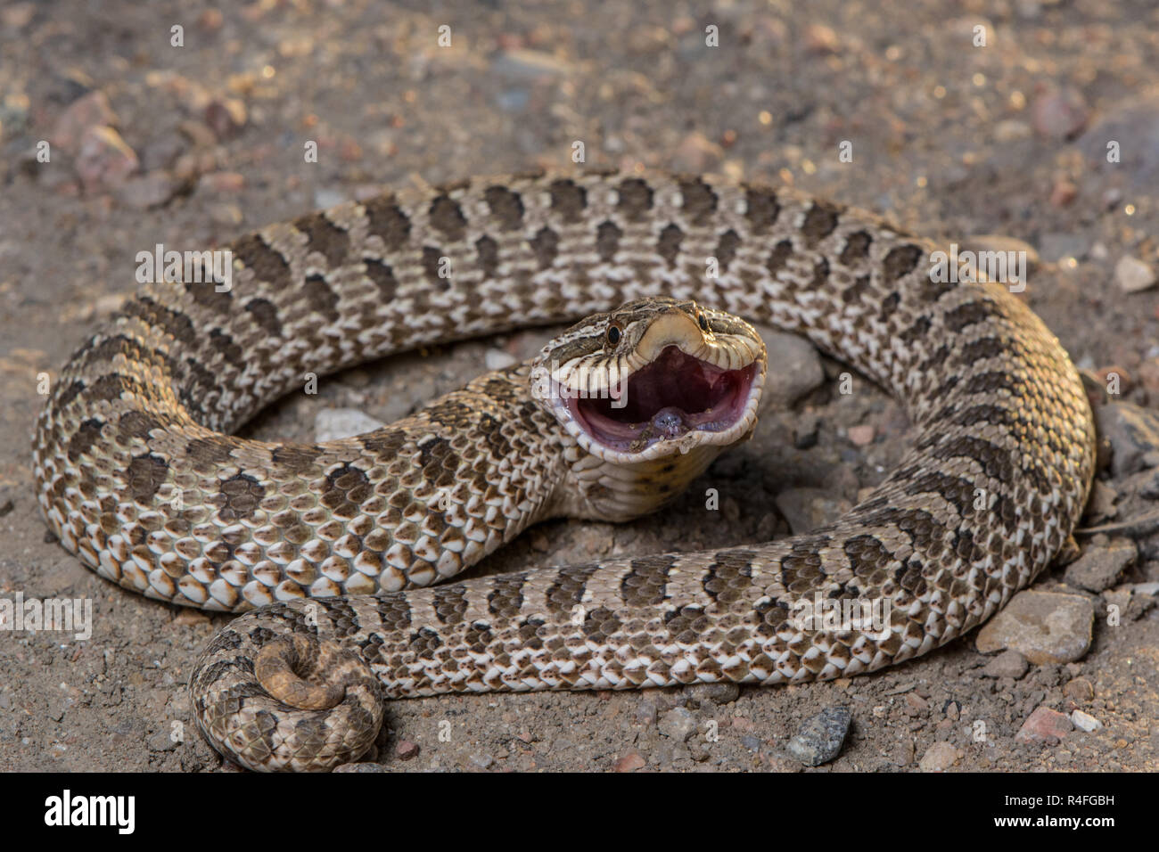 Plains Hog-nosed Snake (Heterodon nasicus) from Prowers County ...