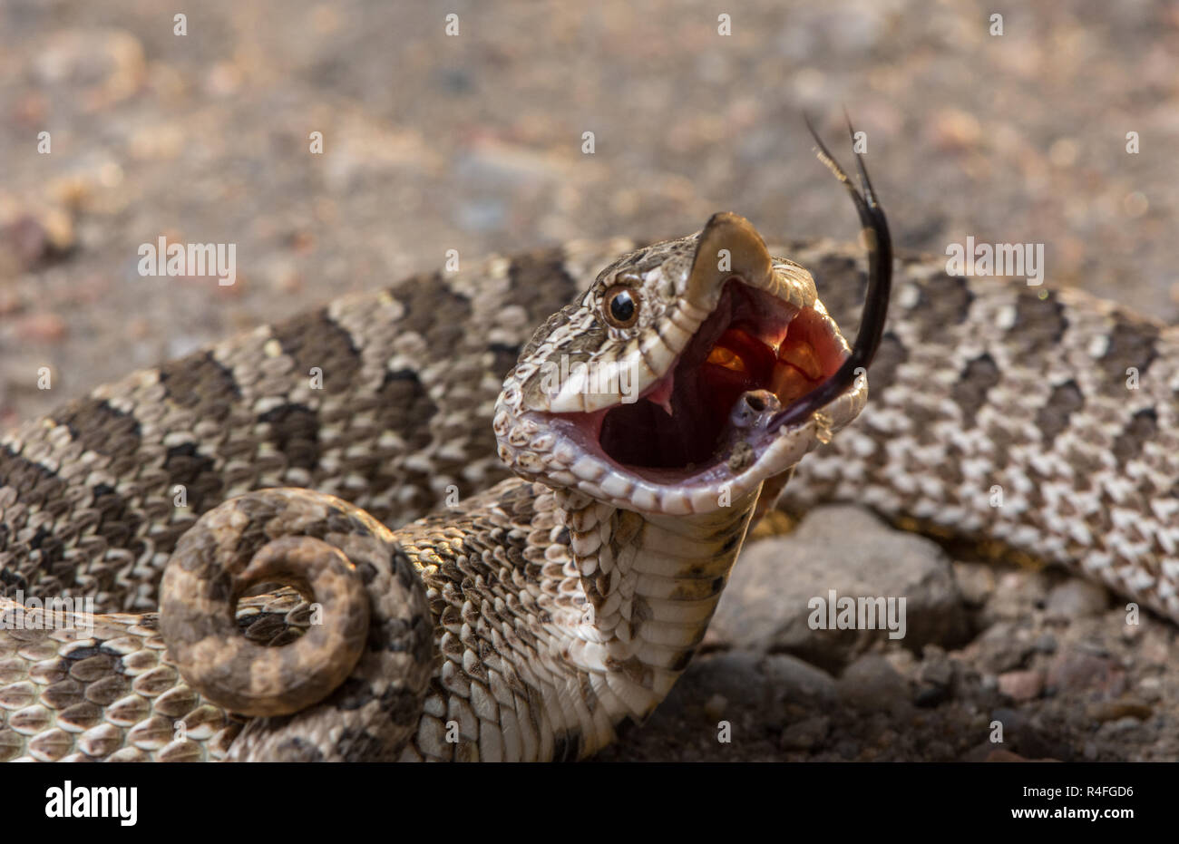 Plains Hog-nosed Snake (Heterodon nasicus) from Prowers County ...