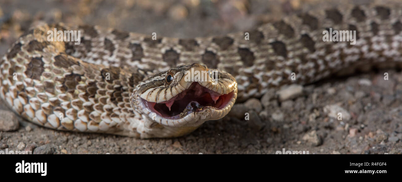 Snake Mouth Open Fangs Stock Photos & Snake Mouth Open Fangs Stock ...