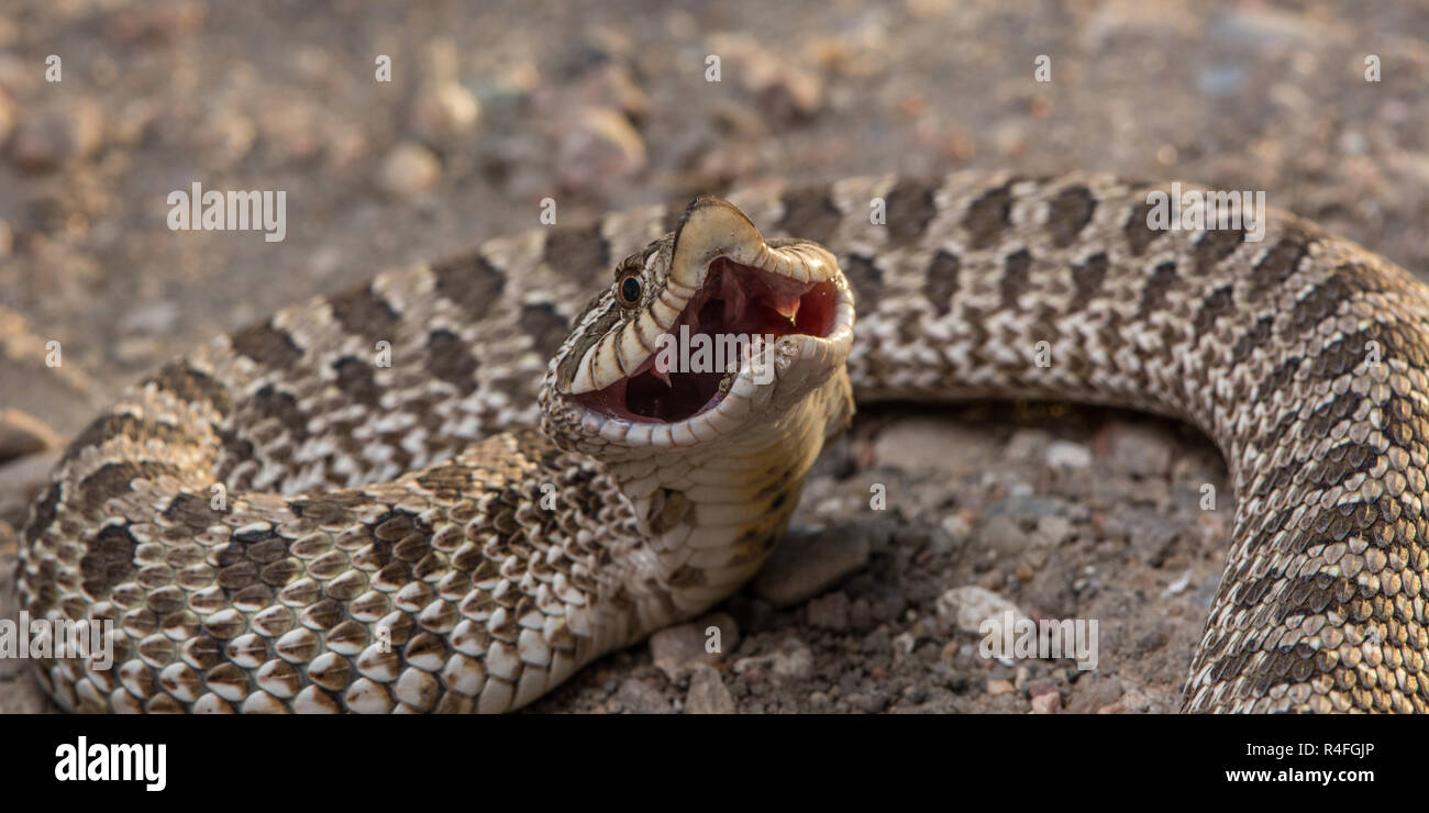 Plains Hog-nosed Snake (Heterodon nasicus) from Prowers County ...