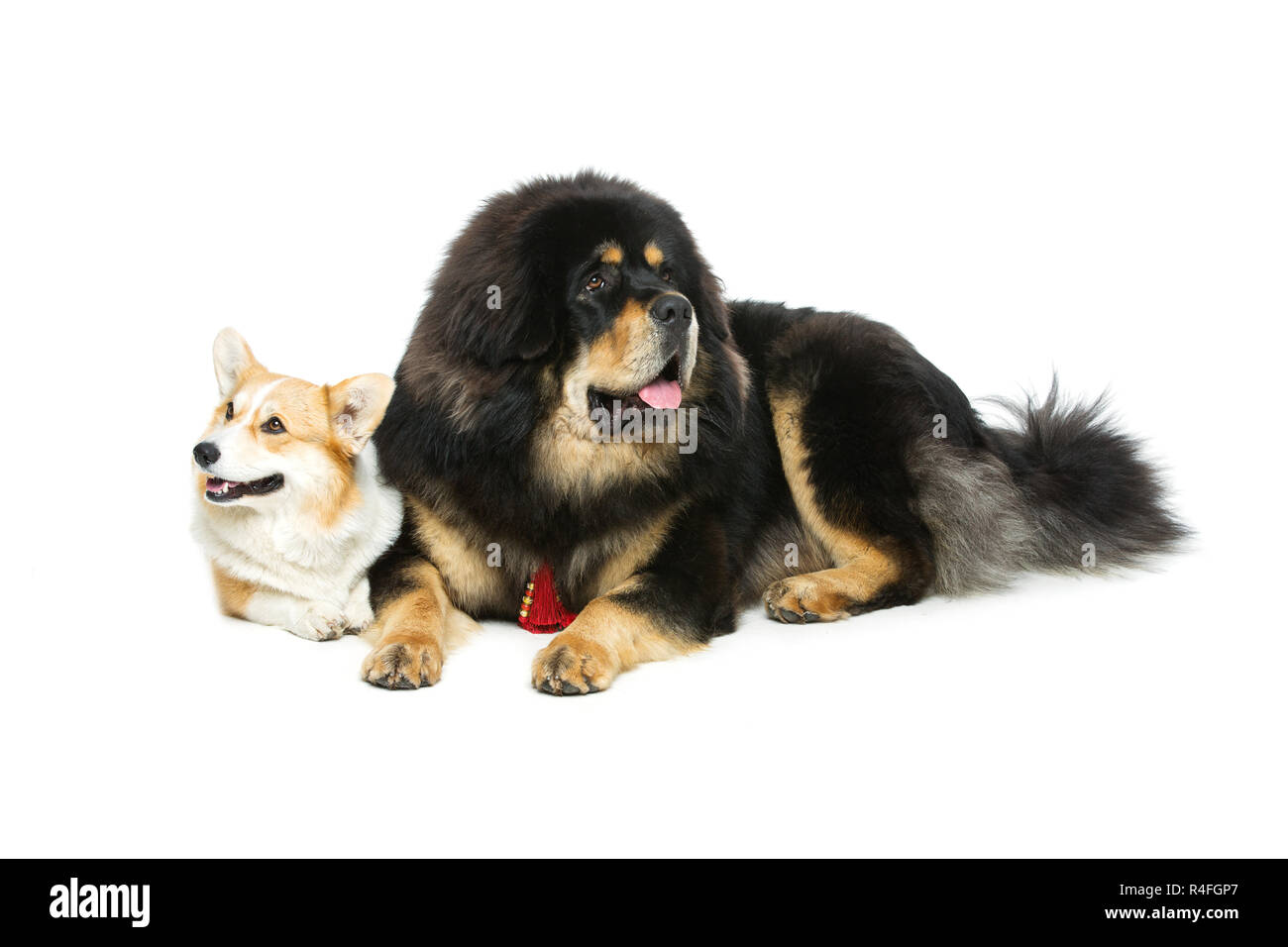 Corgi and mastiff dogs Stock Photo - Alamy