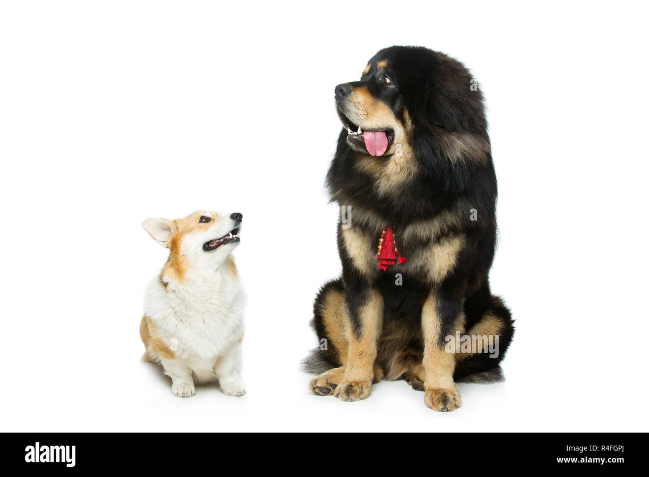 Corgi and mastiff dogs Stock Photo - Alamy