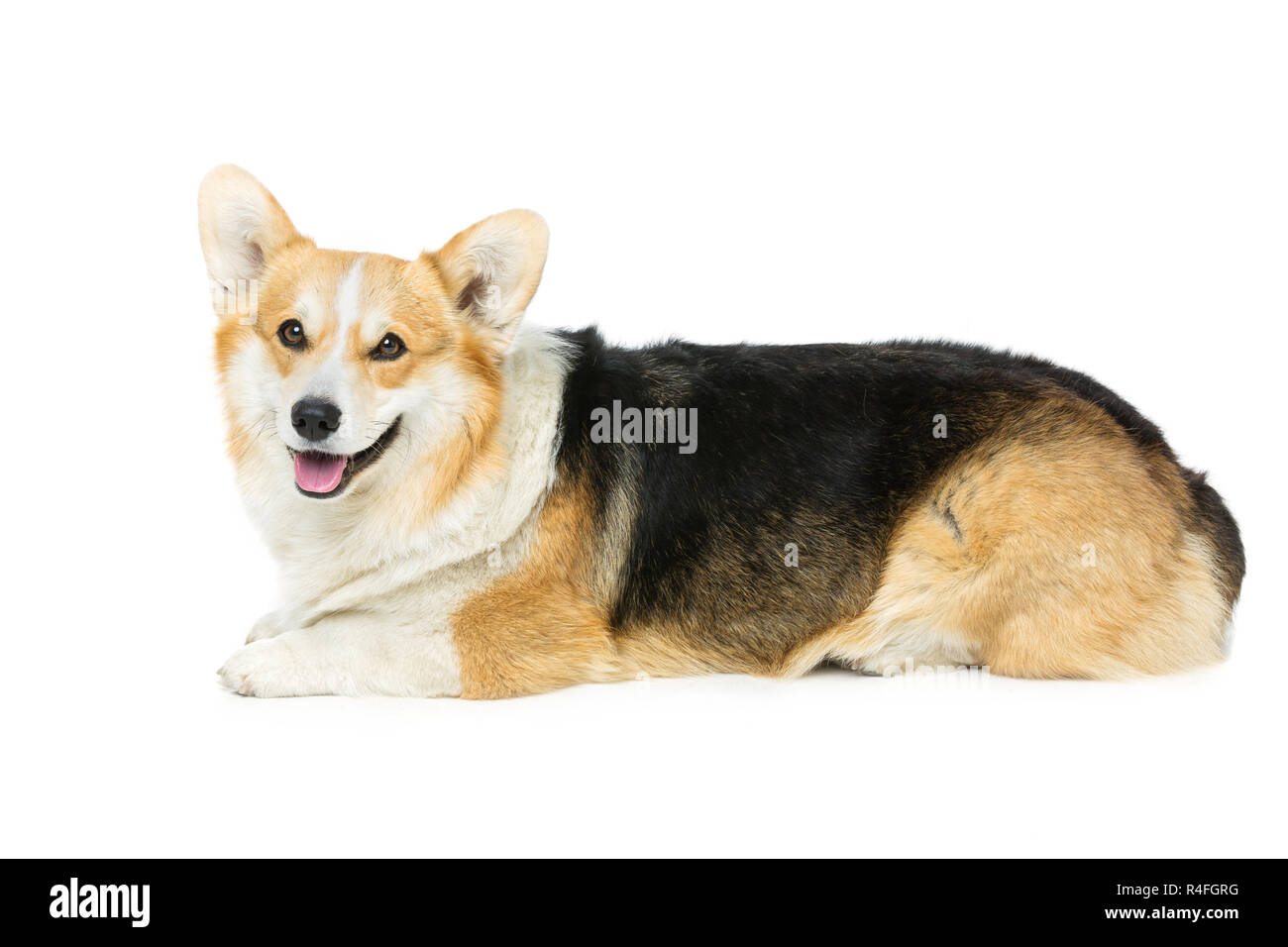 Beautiful welsh corgi dog Stock Photo - Alamy