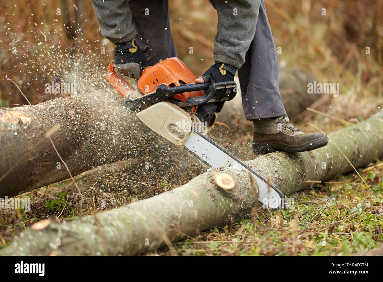 Man cutting tree logs chainsaw hi-res stock photography and images - Alamy