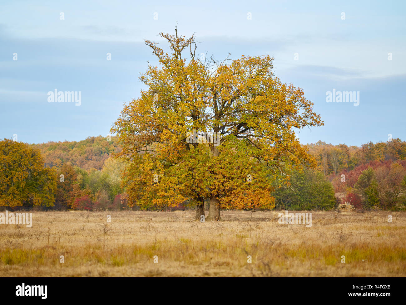 Huge centennial oak tree in front of the forest Stock Photo - Alamy