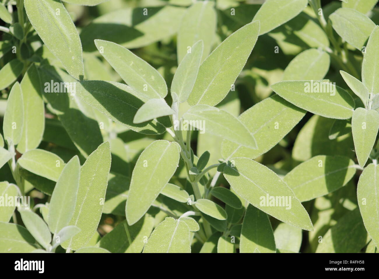 Sage (Salvia officinalis) , a medicinal plant, also called medicinal ...