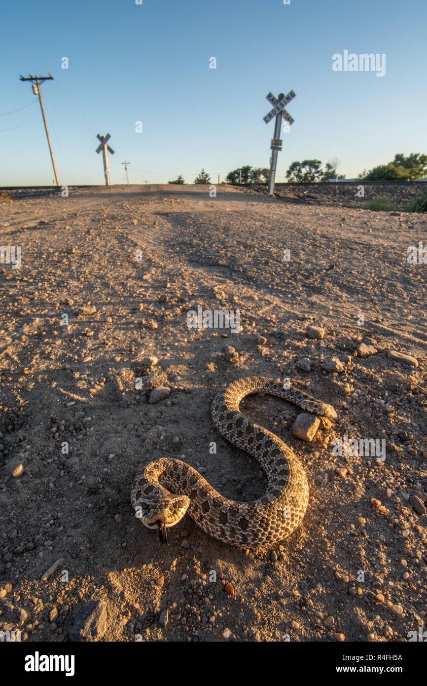 Plains Hog-nosed Snake (Heterodon nasicus) from Prowers County ...