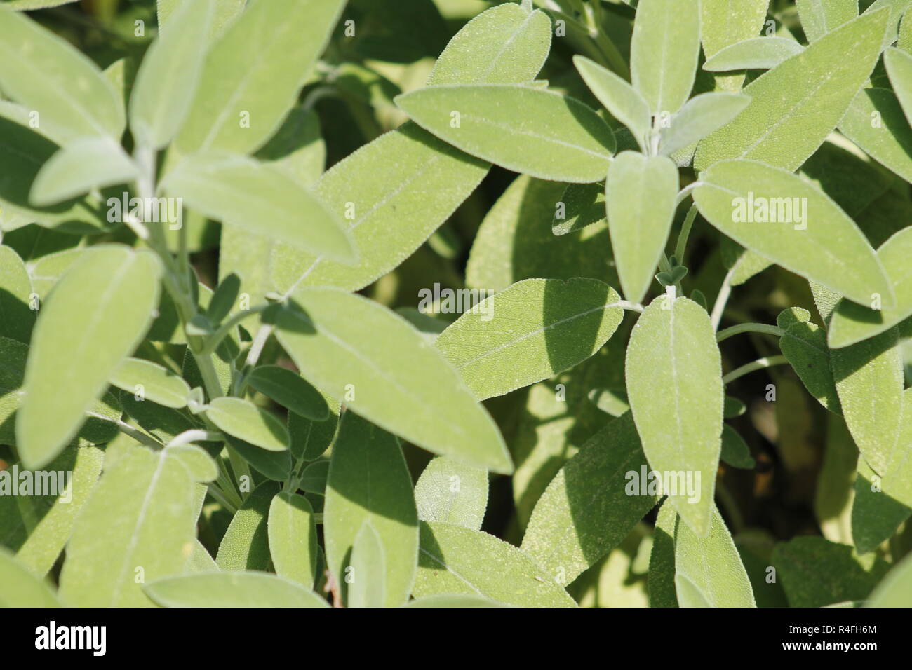 Sage (Salvia officinalis) , a medicinal plant, also called medicinal ...