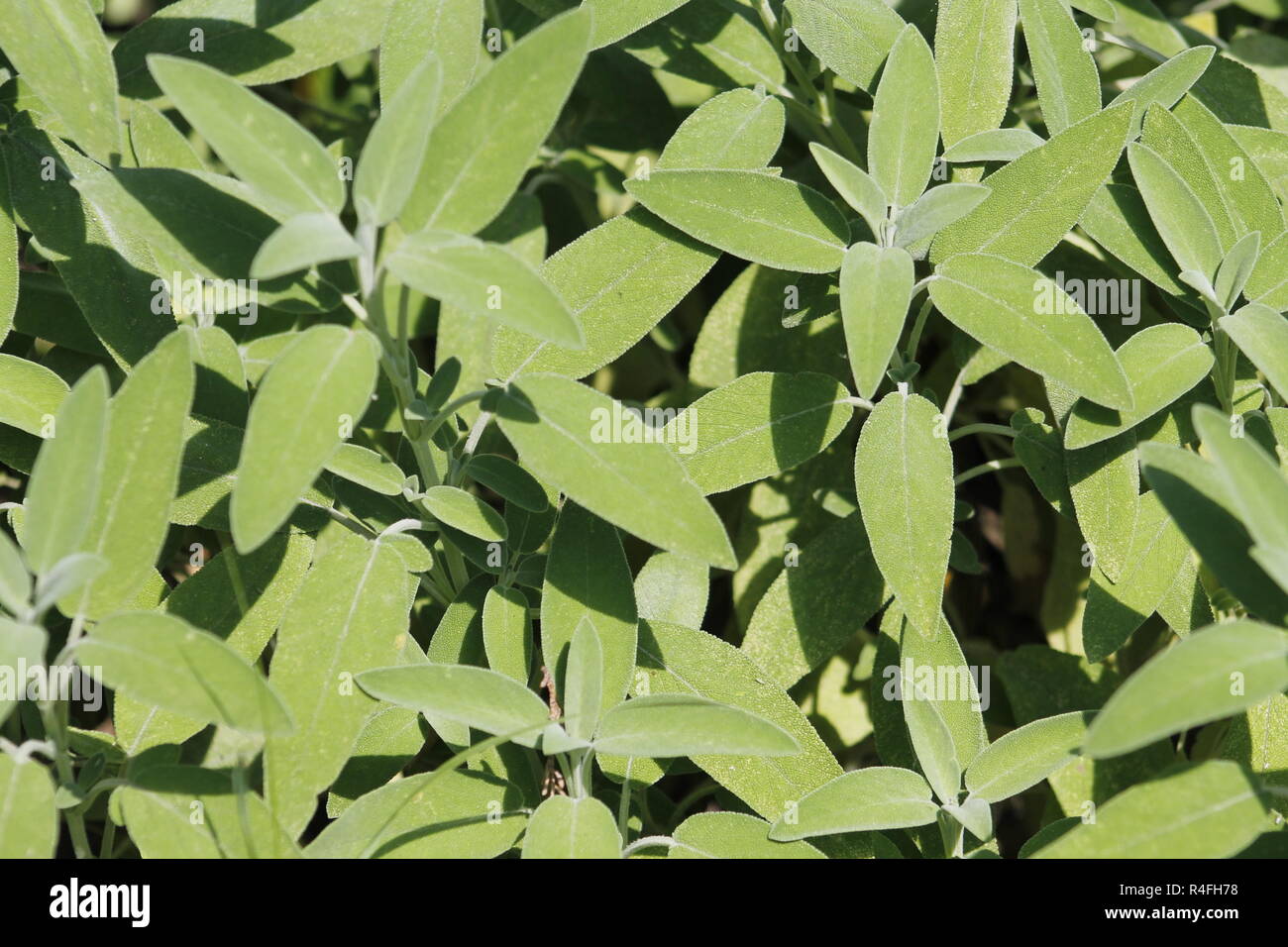 Sage (Salvia officinalis) , a medicinal plant, also called medicinal ...