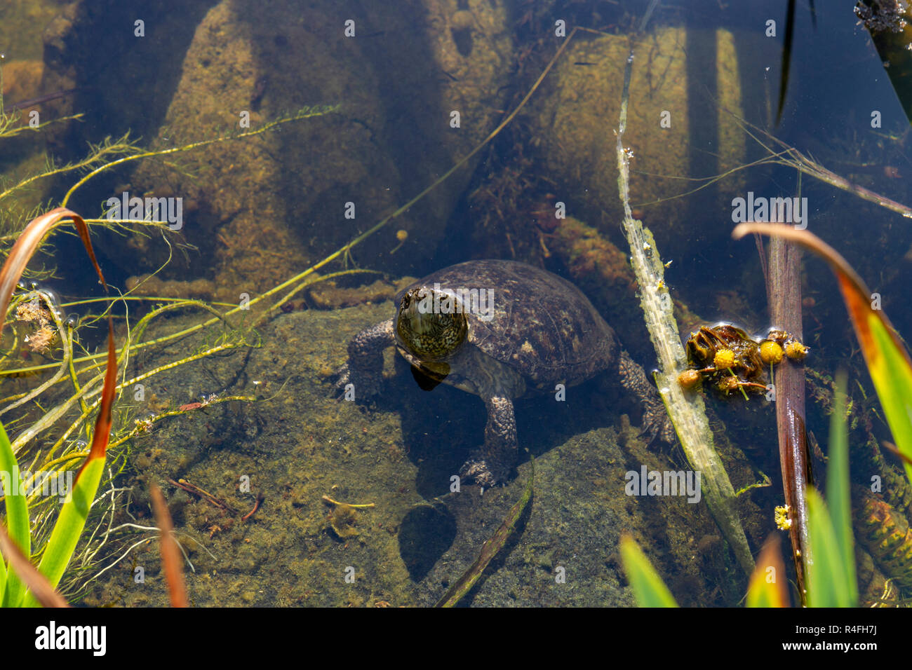 Zoo turtle hi-res stock photography and images - Alamy