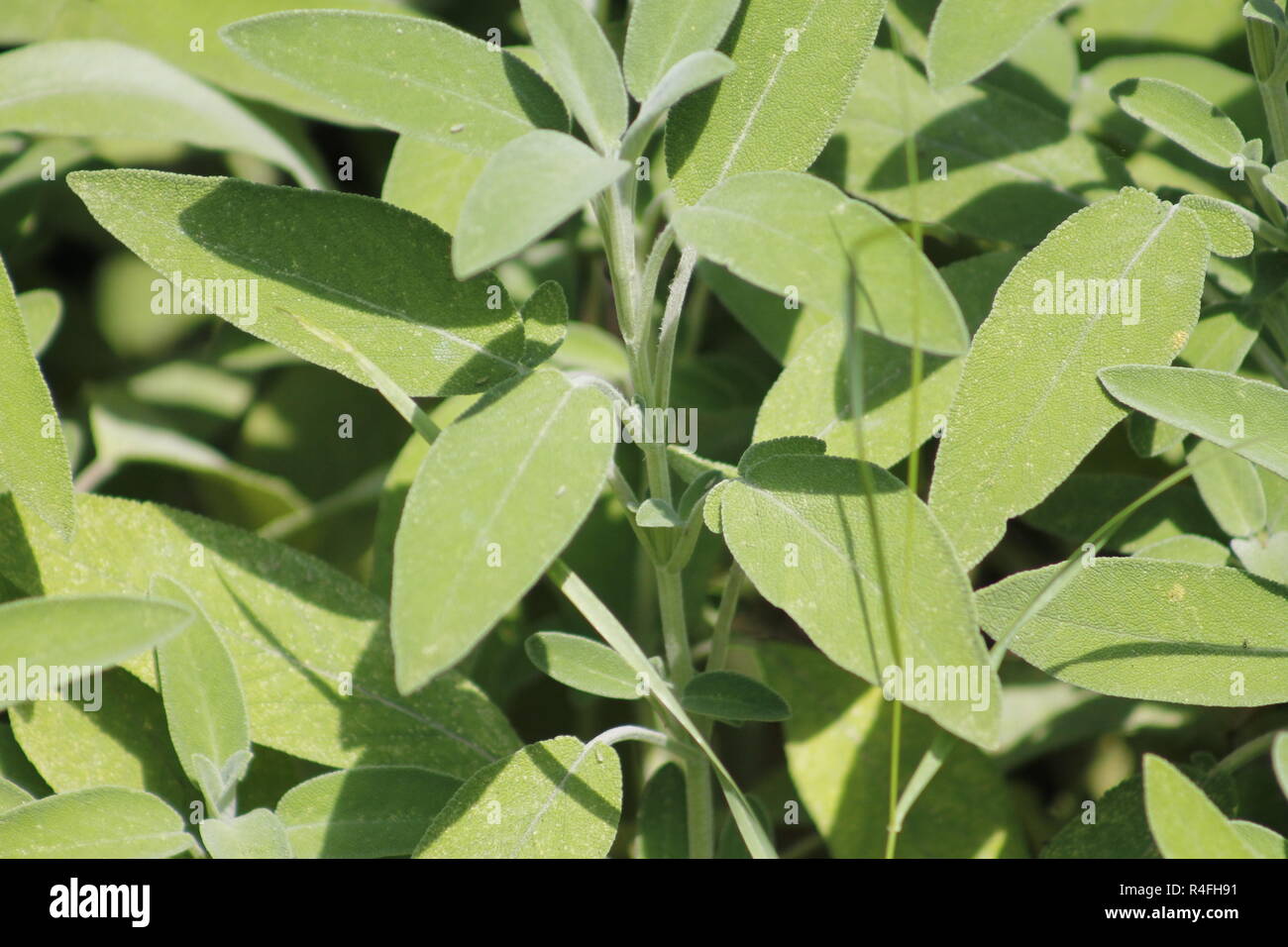 Sage (Salvia officinalis) , a medicinal plant, also called medicinal ...