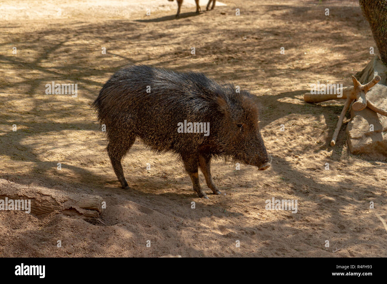 Catagonus hi-res stock photography and images - Alamy