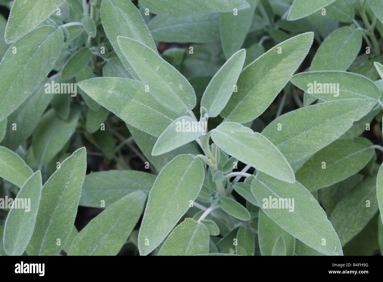 Sage (Salvia officinalis) , a medicinal plant, also called medicinal ...