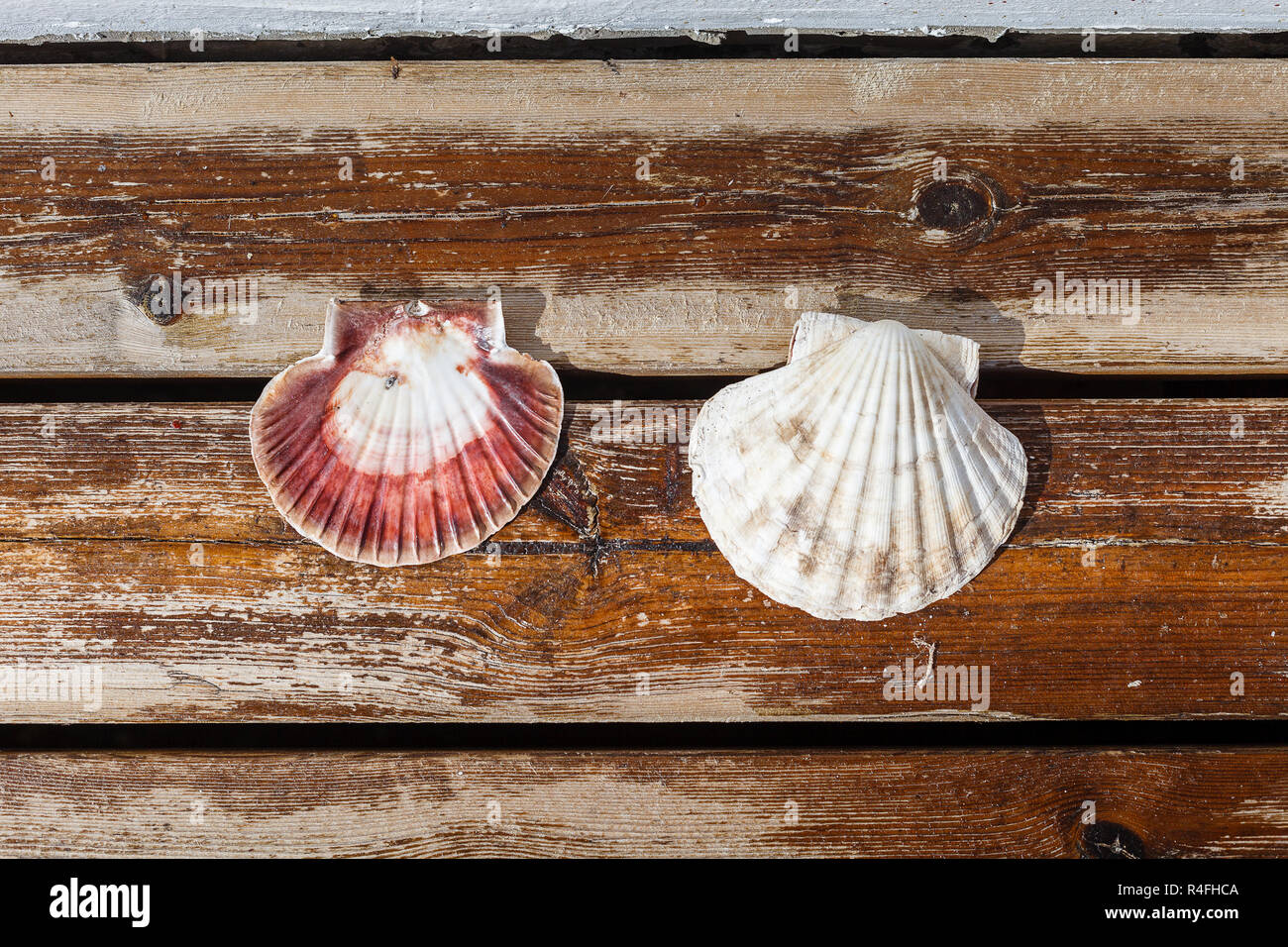 Scallop shell lying on terrace Stock Photo - Alamy