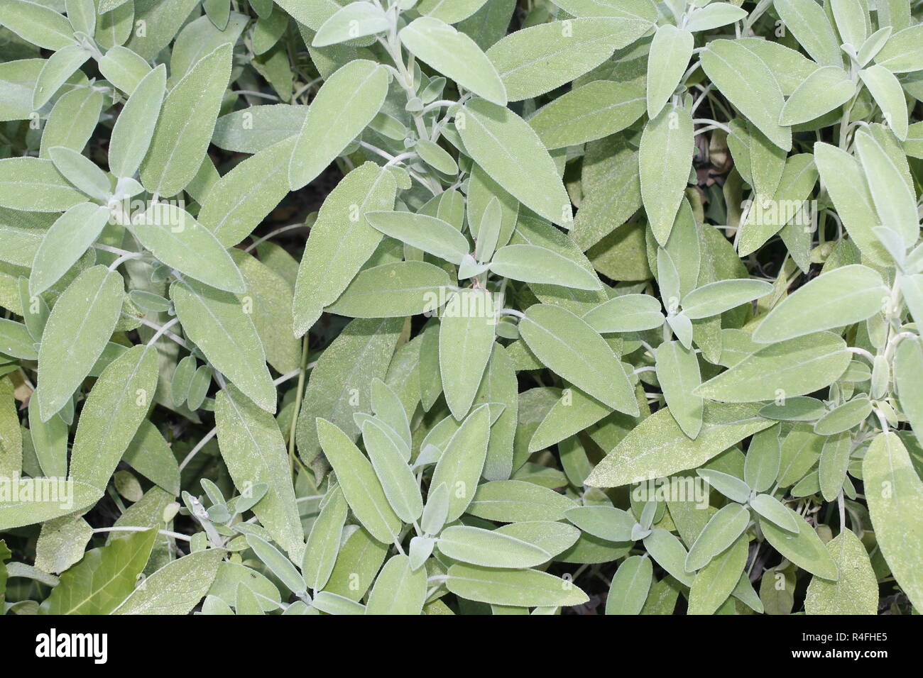 Sage (Salvia officinalis) , a medicinal plant, also called medicinal ...
