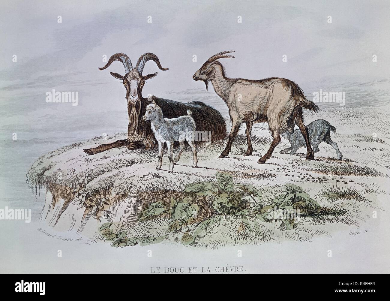 Cabra macho hi-res stock photography and images - Alamy