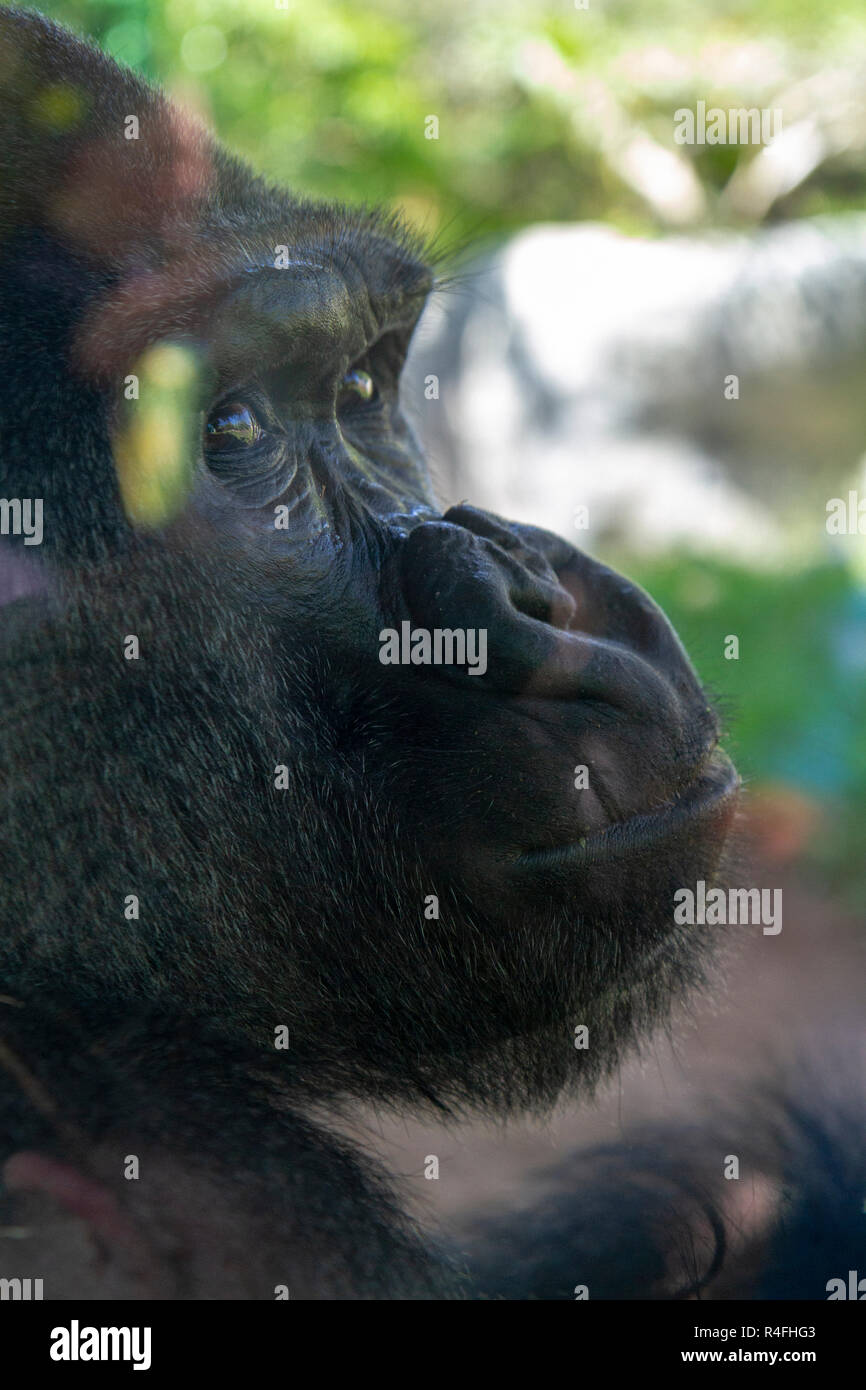 Female gorilla hi-res stock photography and images - Alamy