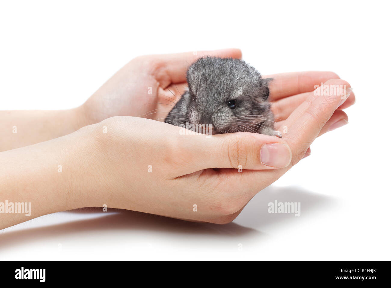 Chinchilla hand hi-res stock photography and images - Alamy