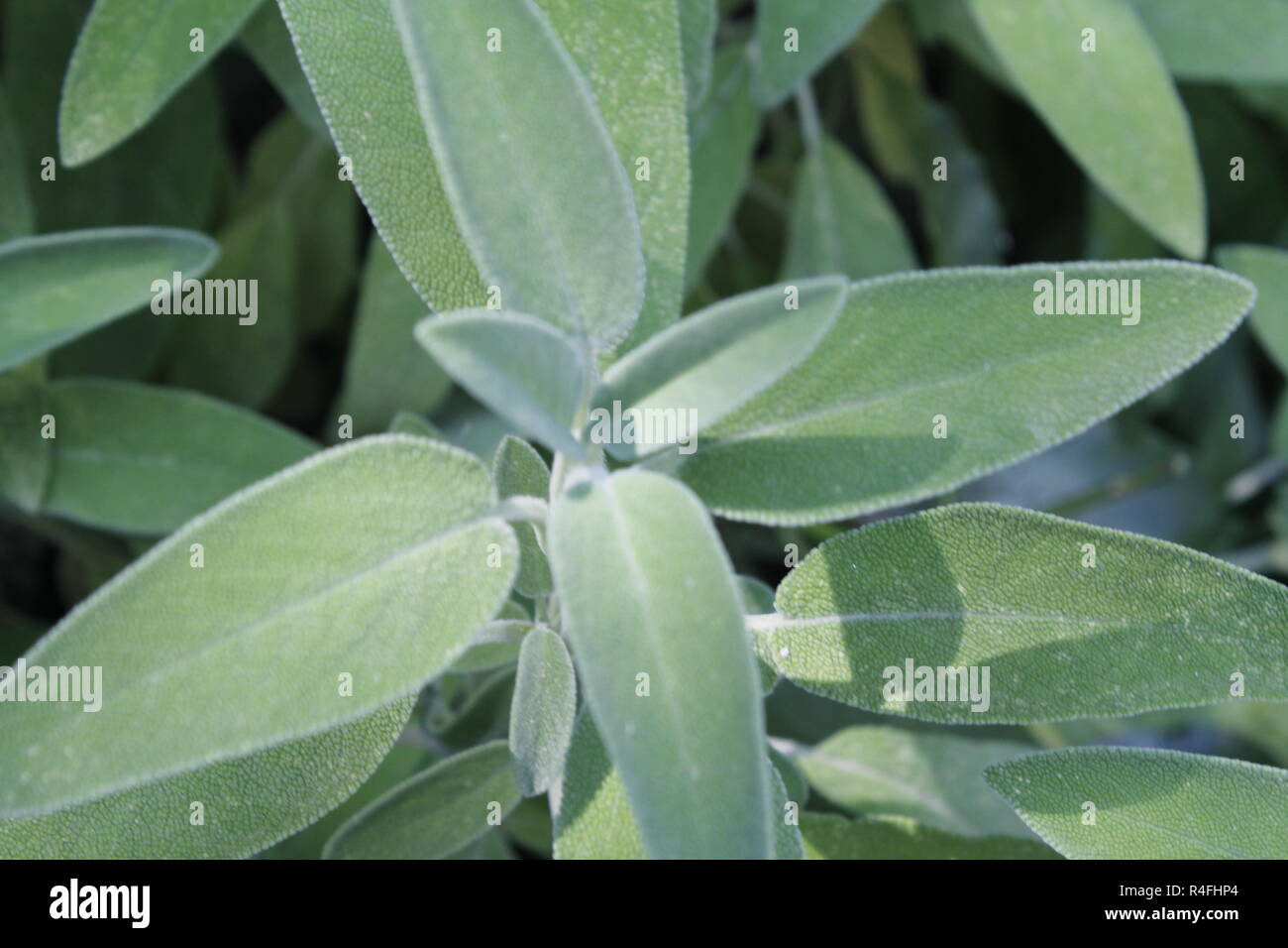 Sage (Salvia officinalis) , a medicinal plant, also called medicinal ...