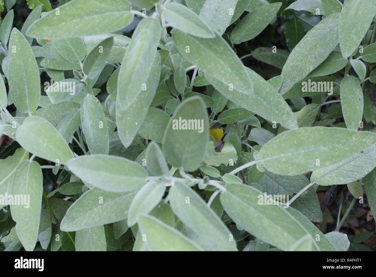 Sage (Salvia officinalis) , a medicinal plant, also called medicinal ...