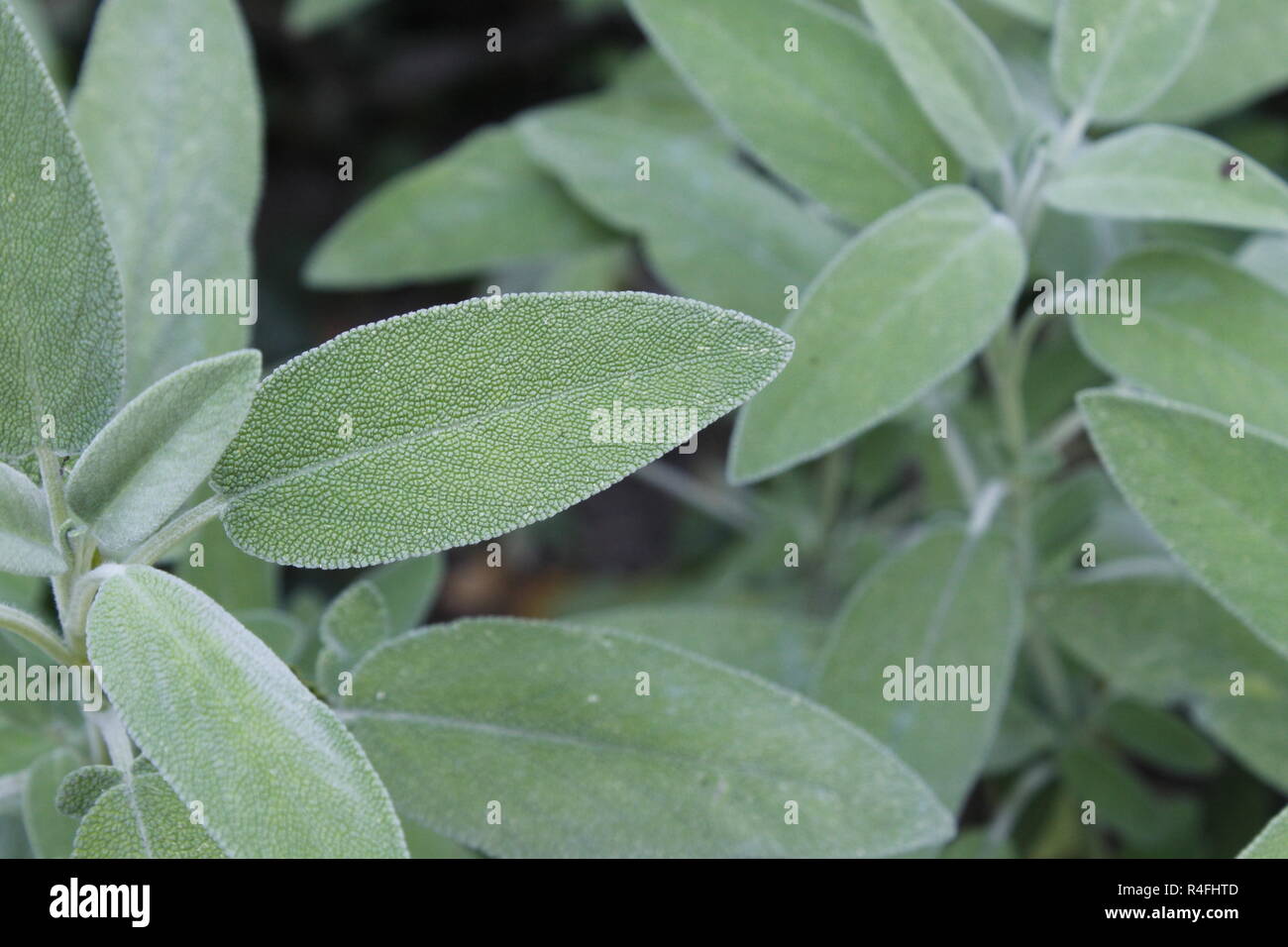 Sage (Salvia officinalis) , a medicinal plant, also called medicinal ...