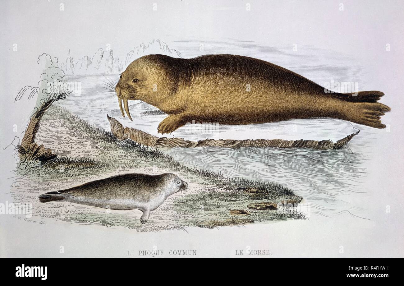 GRABADO-FOCA Y MORSA. Location: PRIVATE COLLECTION. France Stock Photo ...