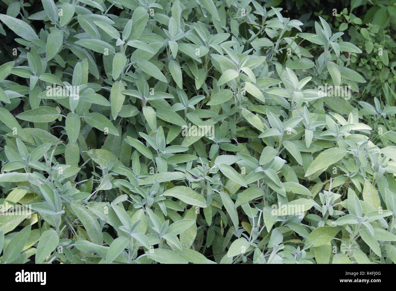 Sage (Salvia officinalis) , a medicinal plant, also called medicinal ...