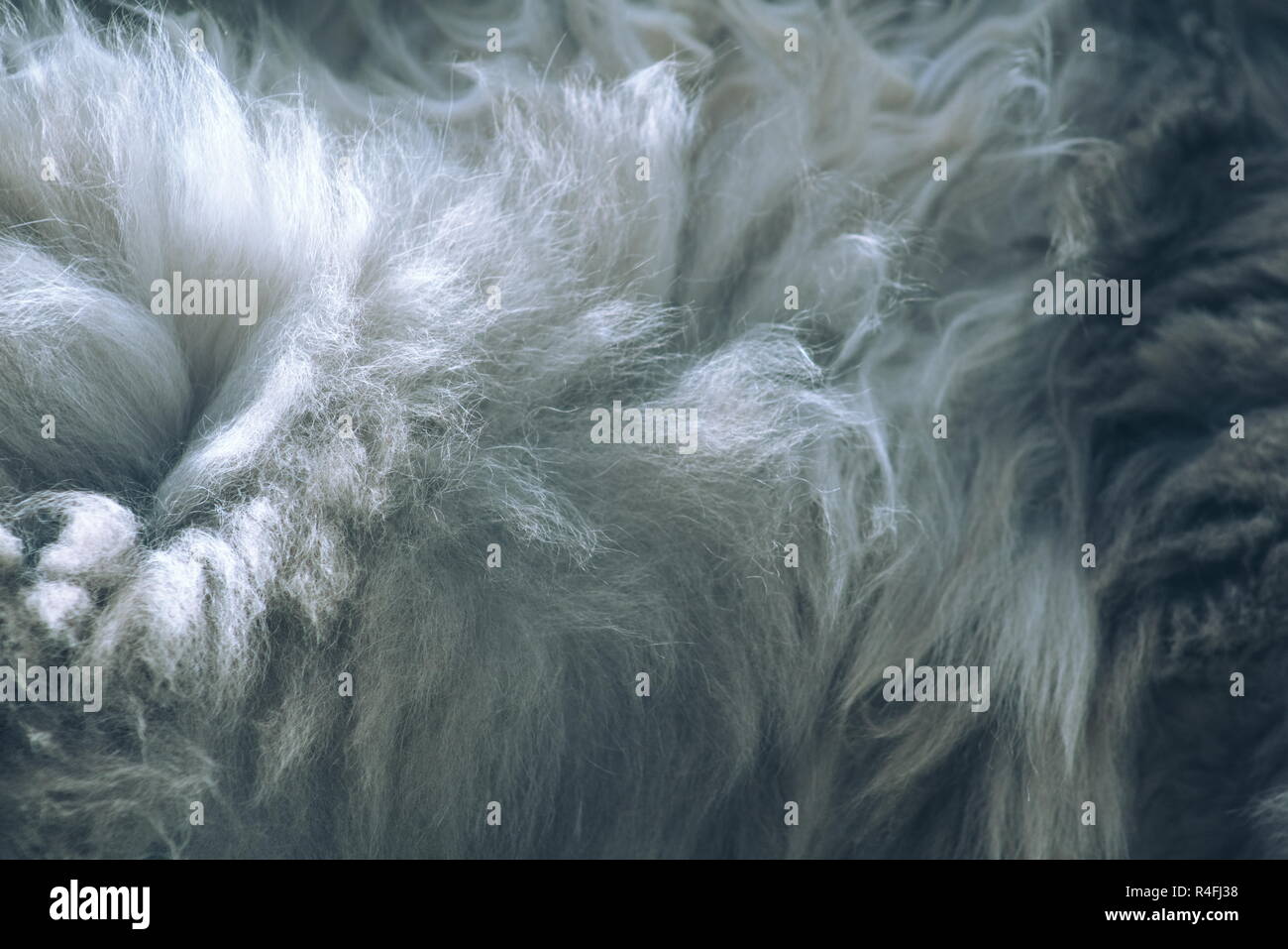 Close up abstract view of a fluffy cat's belly Stock Photo - Alamy