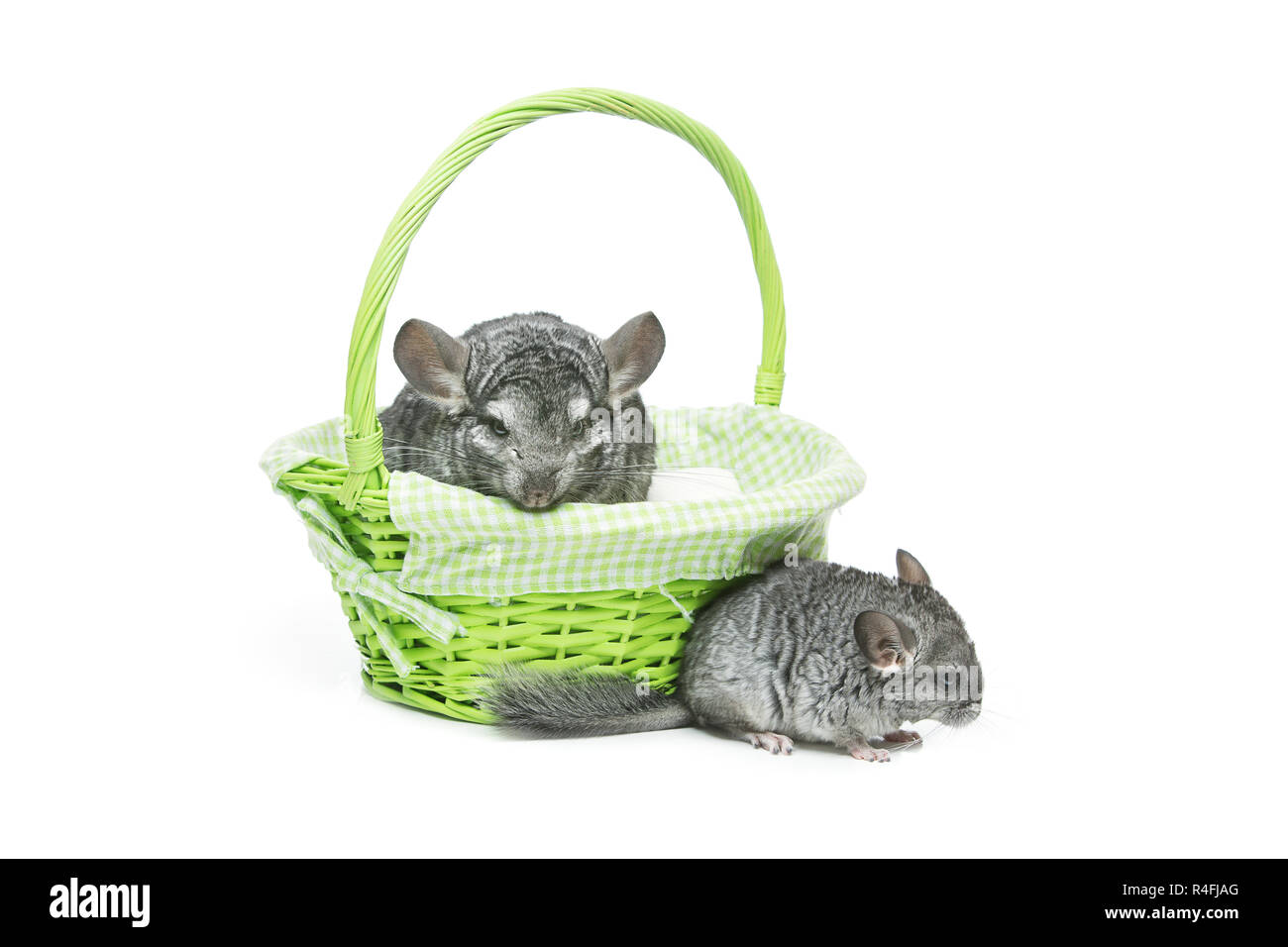 Two chinchillas isolated over white background Stock Photo - Alamy