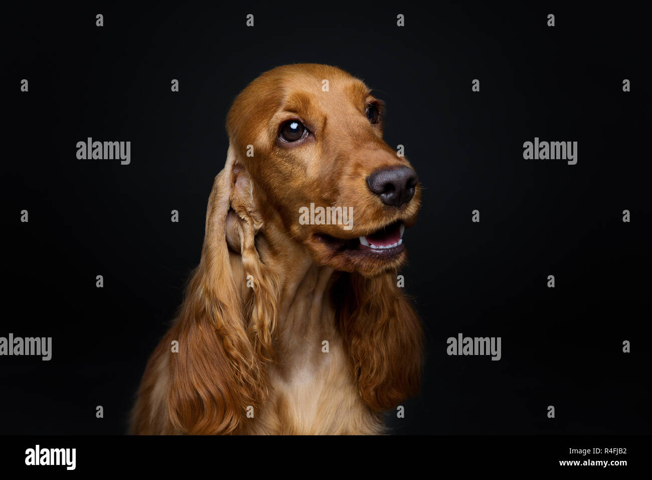 Cocker Spaniel Enthusiastic High Resolution Stock Photography and ...