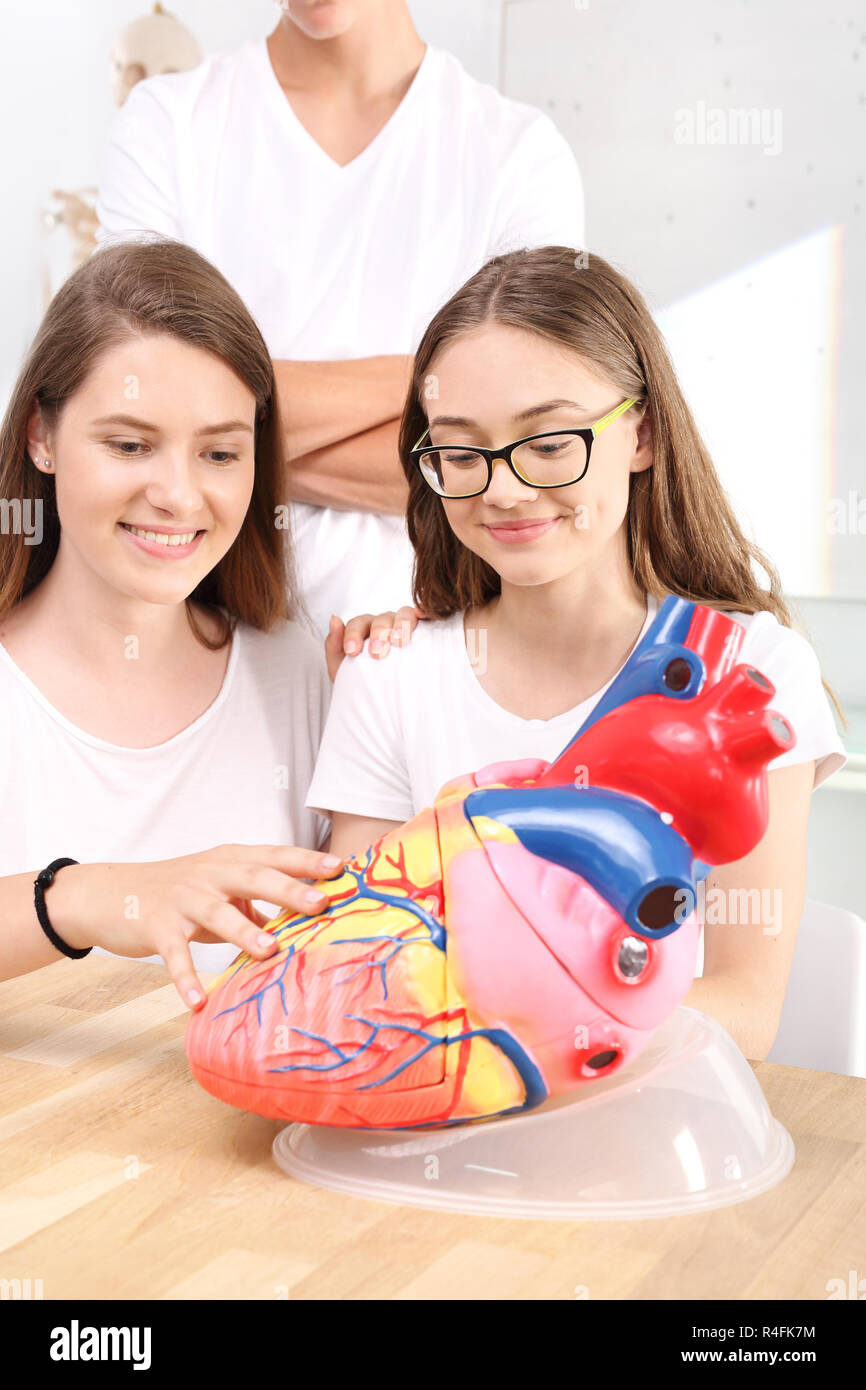 anatomy lesson,built as the heart is Stock Photo - Alamy