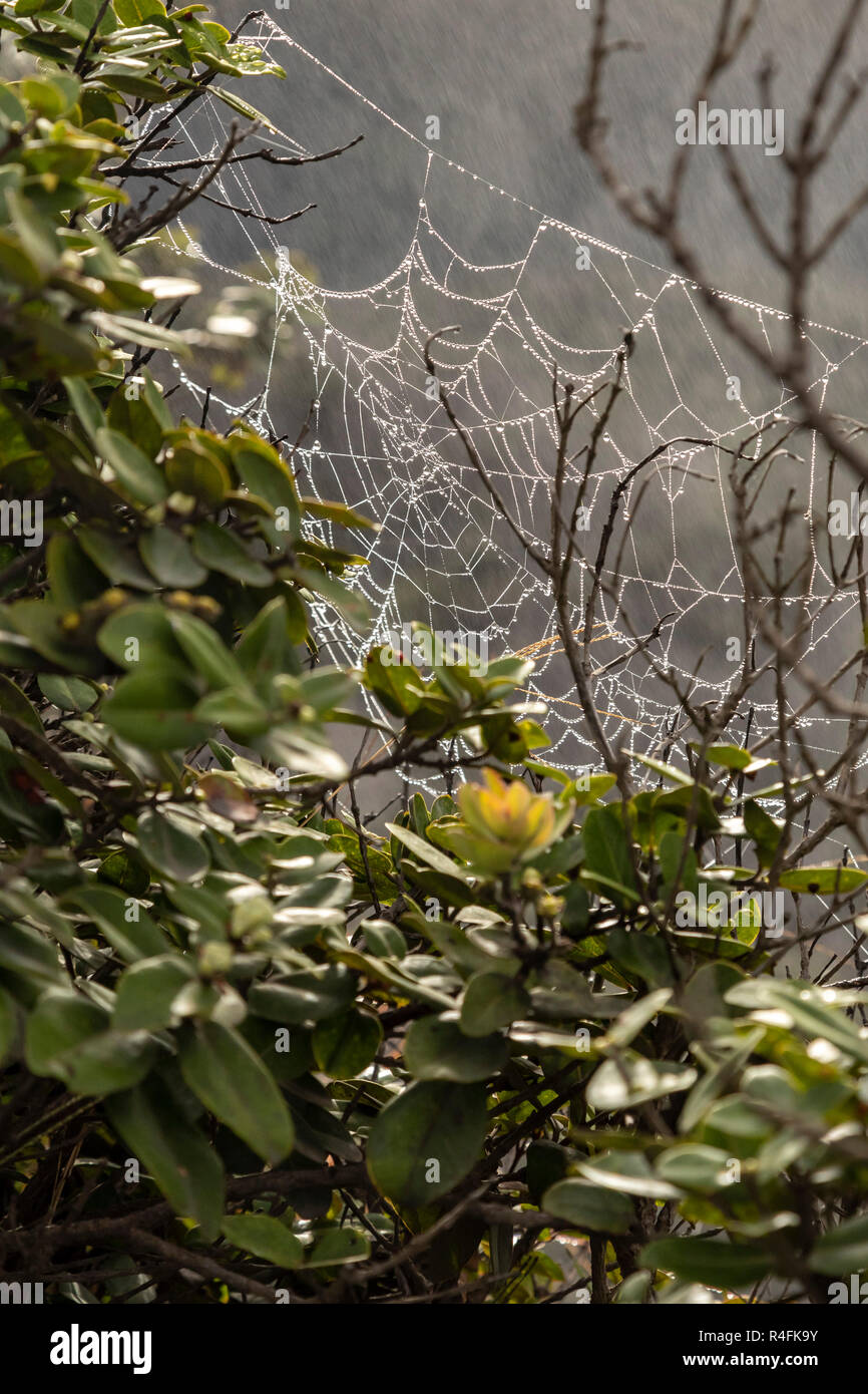 Hawaii Volcanoes National Park, Hawaii - A spider's web covered with ...