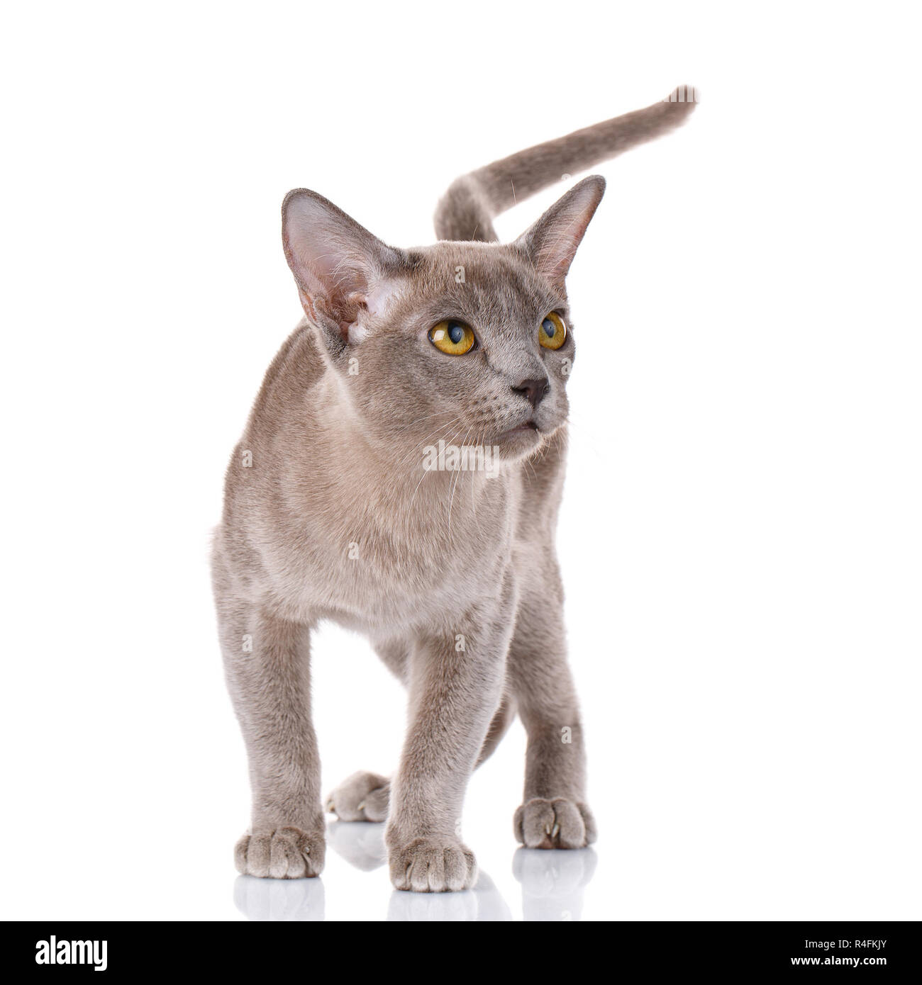 gray burmese cat portrait Stock Photo - Alamy