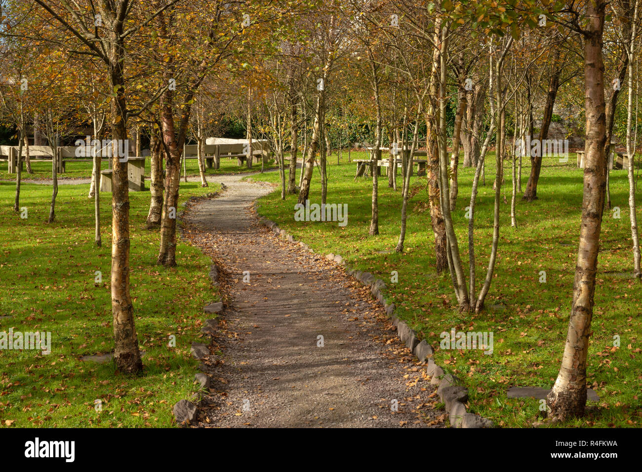 Birch Trees Garden High Resolution Stock Photography and Images - Alamy