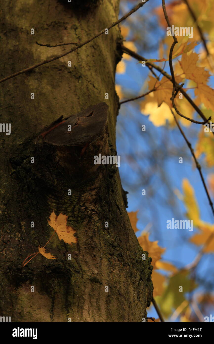 Side view of a tree at Autumn -The colourful process of renewal ...