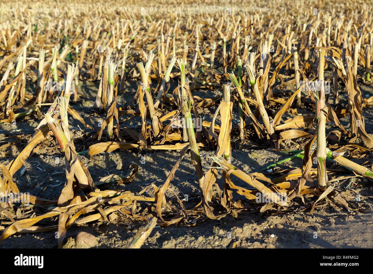 Corn colored ground hi-res stock photography and images - Alamy