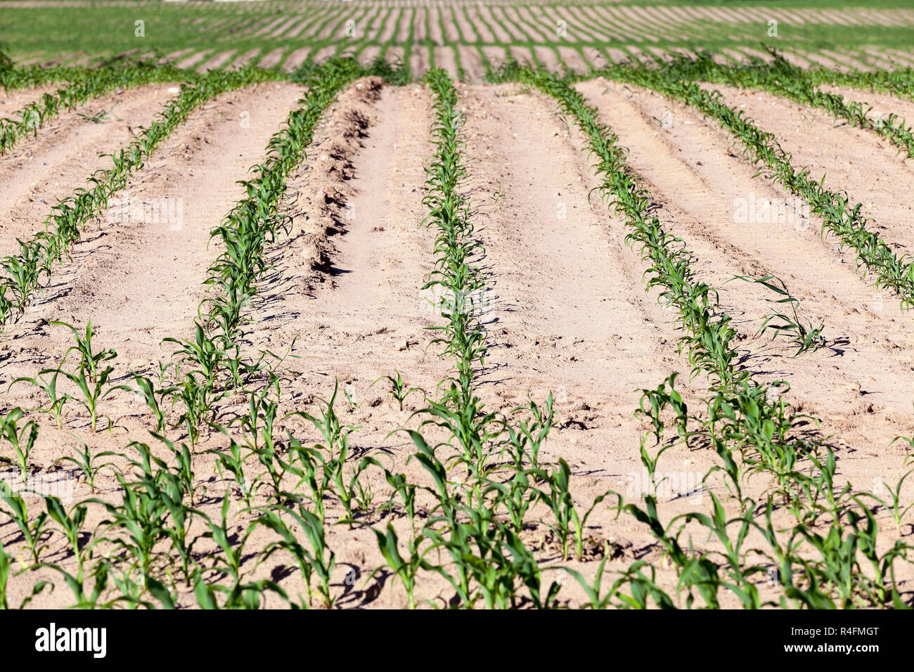 green corn. Spring Stock Photo - Alamy