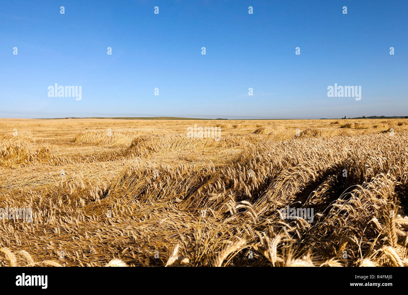 Crop field agriculture damaged ruined rural scene hi-res stock ...