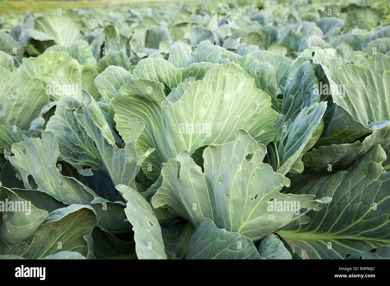 agricultural field with a cabbage Stock Photo - Alamy