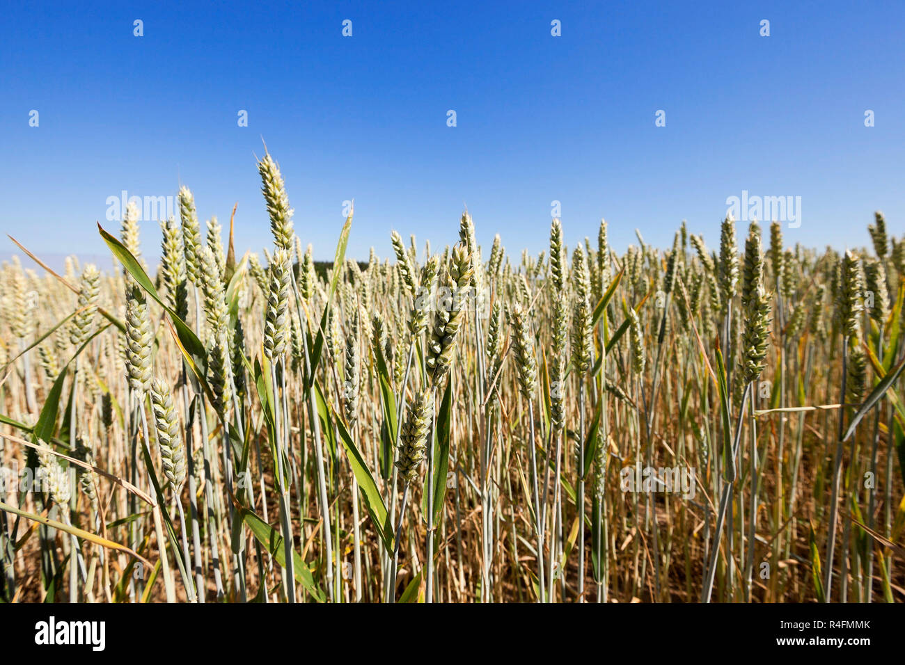 farm field cereals Stock Photo - Alamy