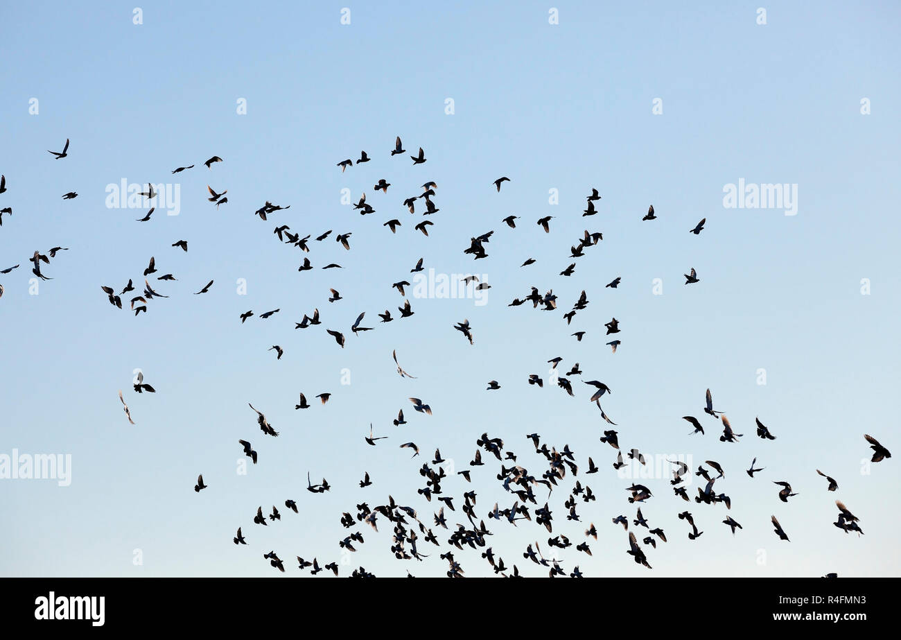 Raven bevy hi-res stock photography and images - Alamy