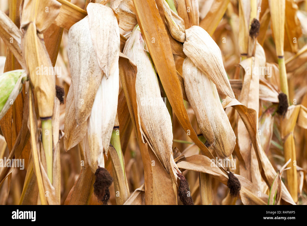 Rotting corn hi-res stock photography and images - Alamy