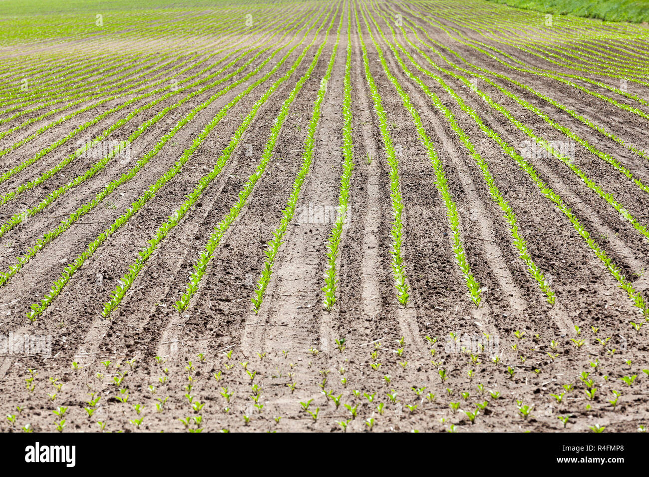 agricultural field with beetroot Stock Photo - Alamy