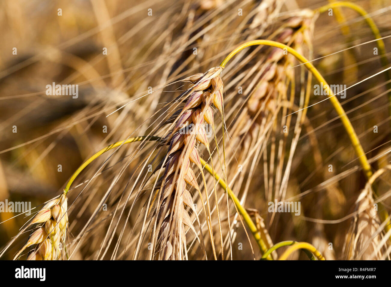farm field cereals Stock Photo - Alamy