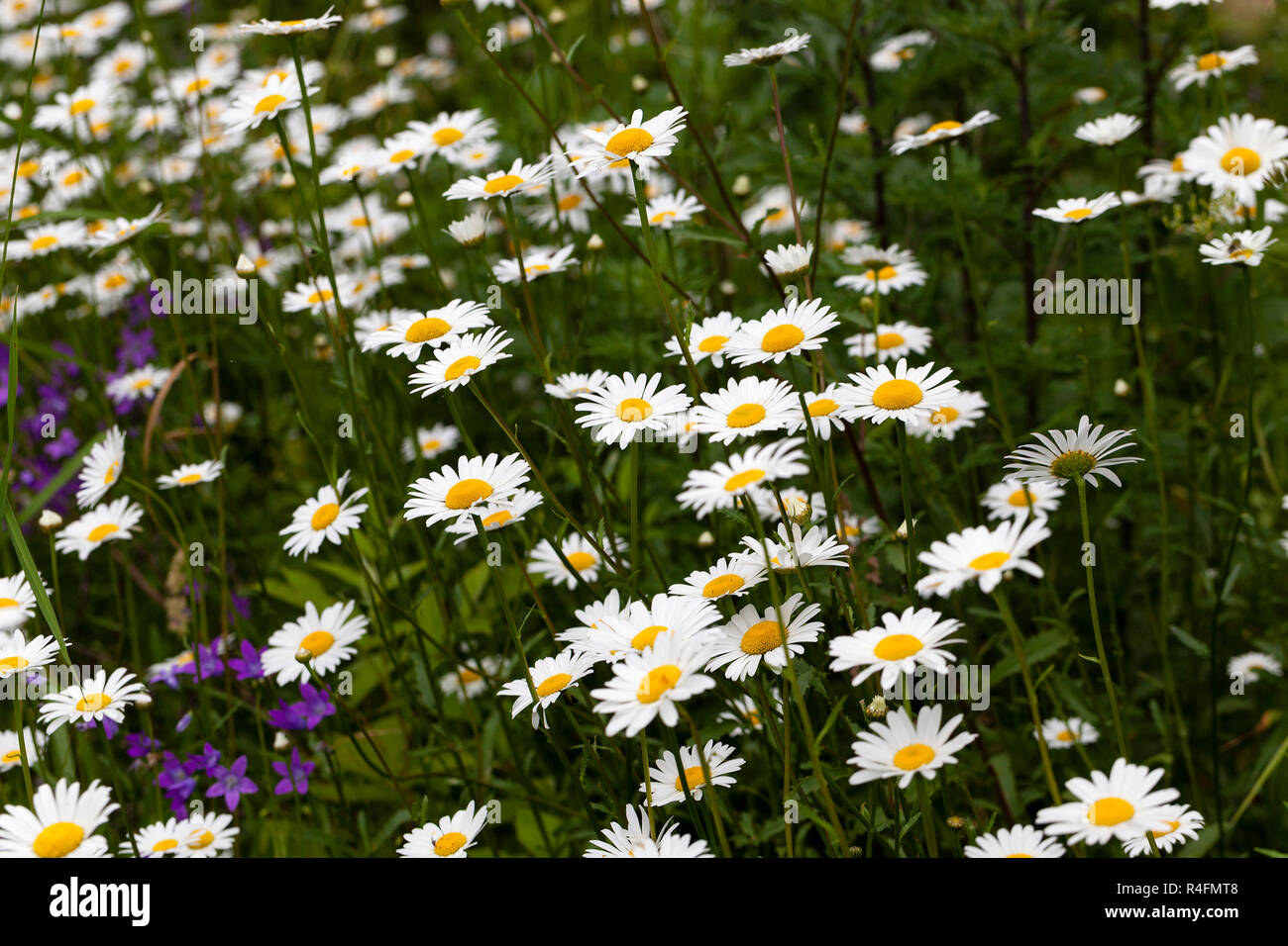 daisy in a field Stock Photo - Alamy