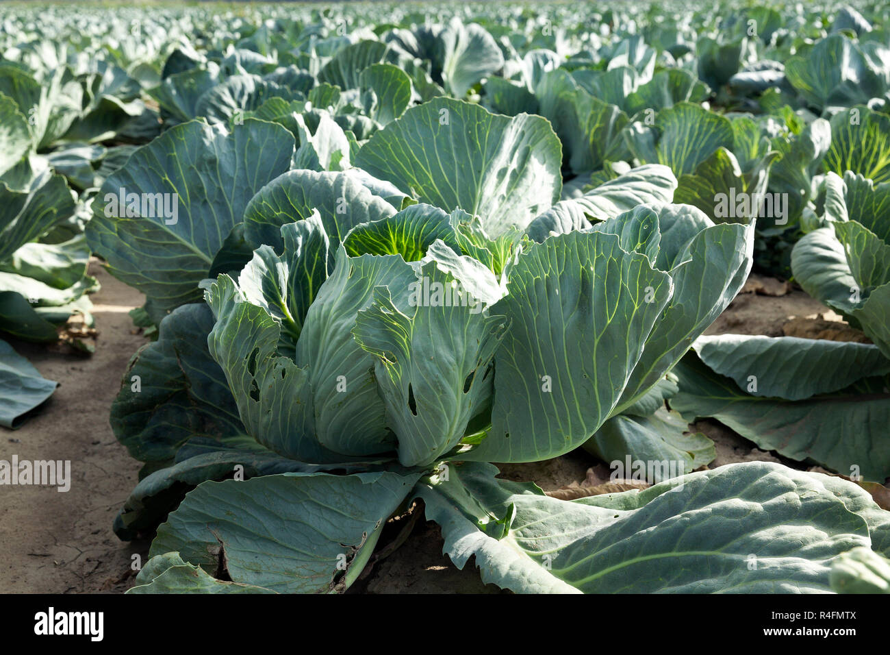 green cabbage field Stock Photo - Alamy