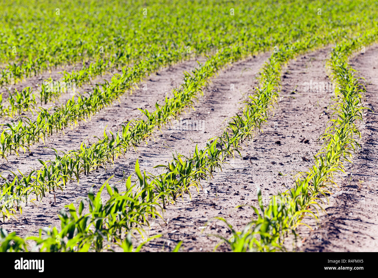 green corn. Spring Stock Photo - Alamy