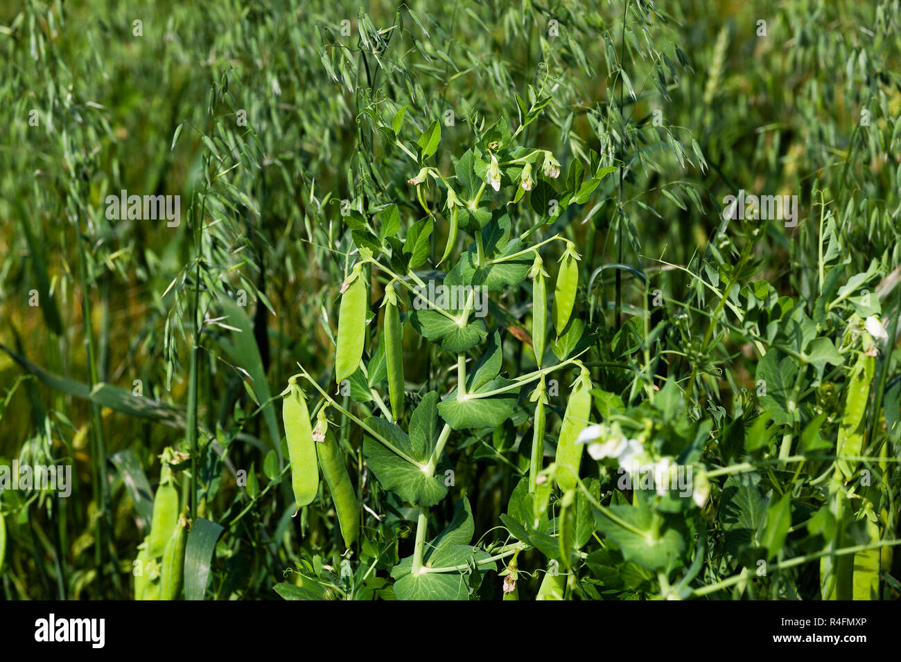 Peasant green peas hi-res stock photography and images - Alamy