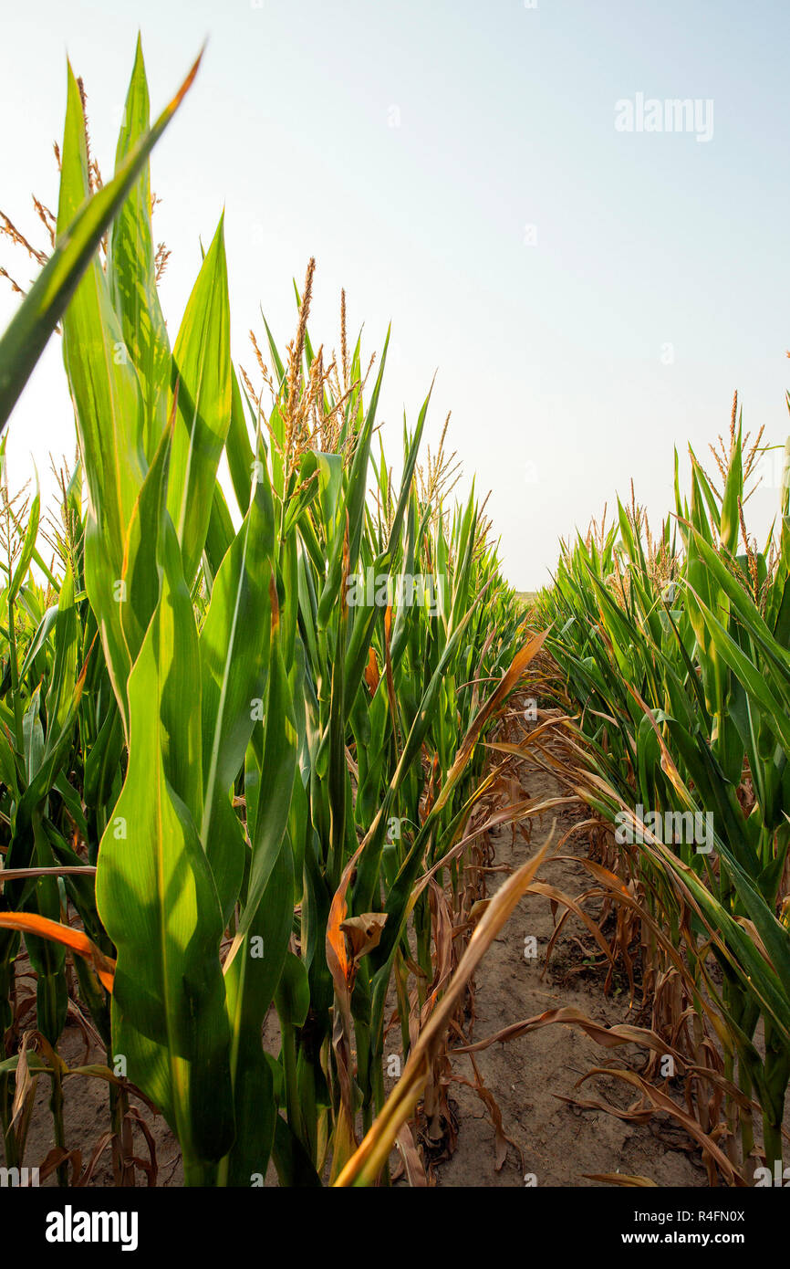 Field with corn Stock Photo - Alamy