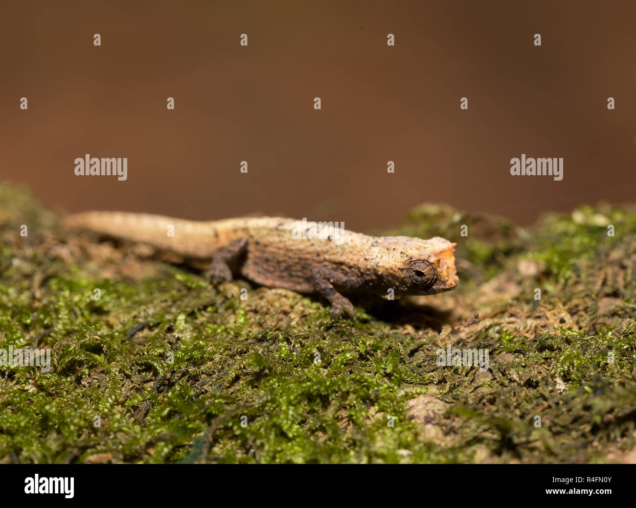 tiny chameleon Brookesia micra (Brookesia minima Stock Photo - Alamy